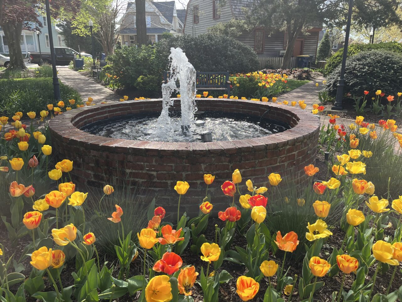 Vote Amy Marasco | For Mayor of Lewes, Delaware